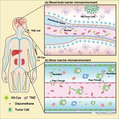 张诗宜占昌友nano Lett：纳米解毒剂可减轻胶质母细胞瘤的化疗毒性且不影响疗效 腾讯云开发者社区 腾讯云