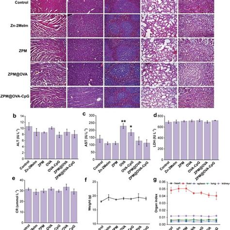 Biosafety Analysis A Pathological Section Observation B‐e Blood