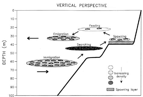 Vertical Presentation Of The Different Categories Of Herring Schools