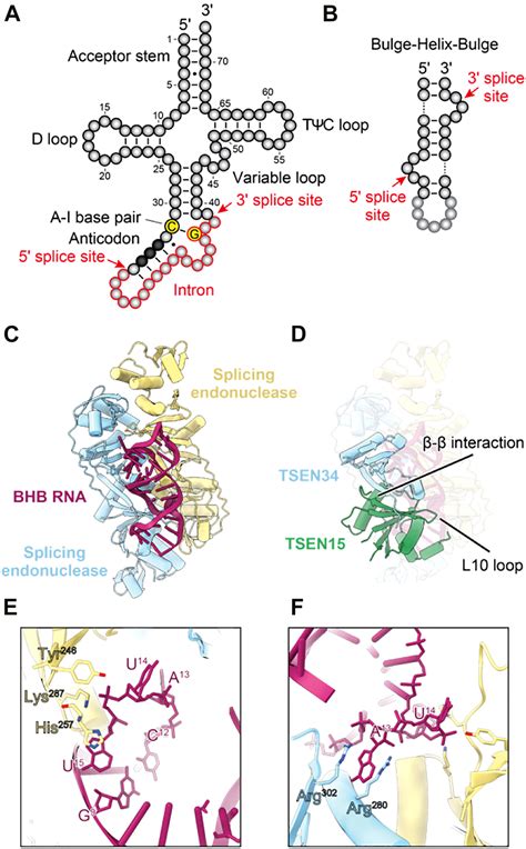 Transfer Rna Structure