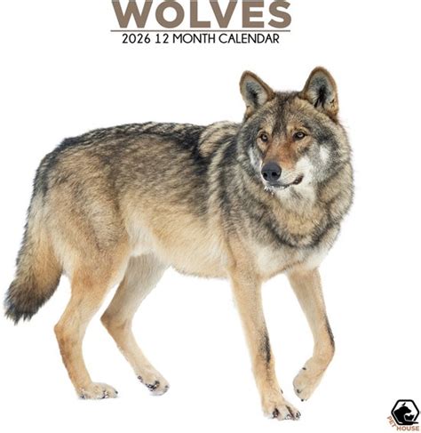 Calendarsrus Wolf Kalender 2026 Mystiek Kracht En Natuurlijke Pracht