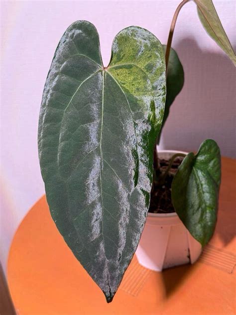 Anthurium Aos Tezula X Papi Ralph Lynam X Ft Sherman Jv 斑入り その他 ｜売買