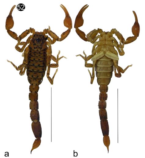Habitus Of Vaejovis Tenamaztlei Holotype ♂ A Dorsal View B Ventral Download Scientific