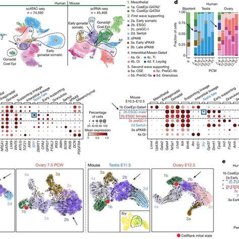 New Gonadal Somatic Cells During Sex Determination In Humans And