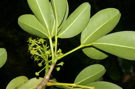 Pilocarpus Racemosus Vahl