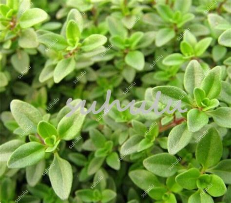 200 Pcs Lemon Thyme Grass Seeds Mosquito Repellent Bestseedsonline