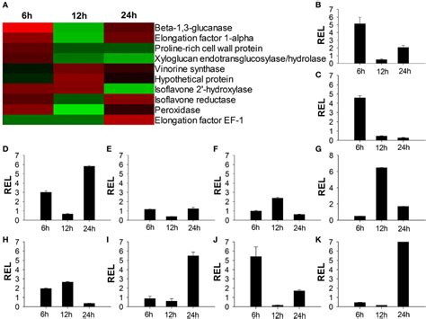 Verification Of Microarray Results By Quantitative Real Time Rt Pcr