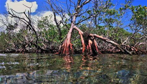 Mangroves Animal Adaptations