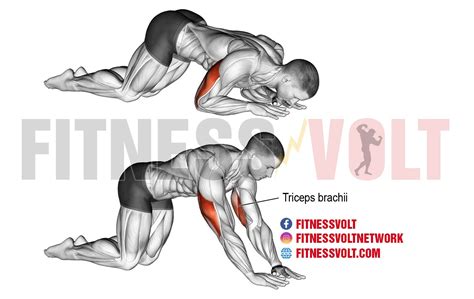 Tricep Extension Exercise