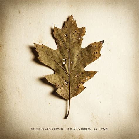 Free Pressed Leaf Specimen Image Botanical Vintage Pressed