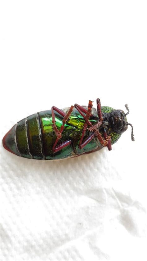 Cute Green Bug Stock Image Image Of Cute Green Plant 121031133