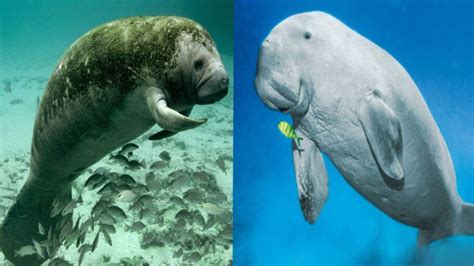 Manatee Dugong Dugon Manatees And Dugongs The Marine Mammal Center