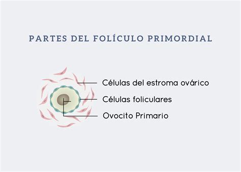 Fases De La Foliculogénesis Medvetsite