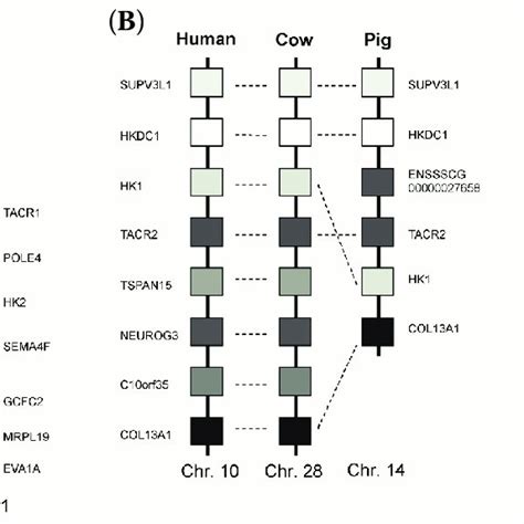 Synteny Analysis Showing The Chromosomal Localisation Of A Neurokinin