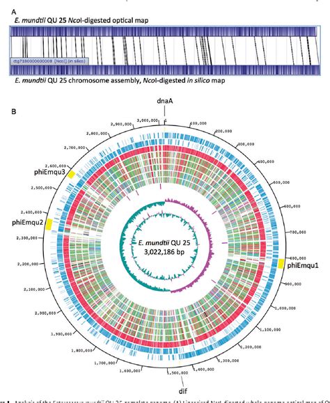 Figure 1 From Complete Genome Sequence Of Enterococcus Mundtii Qu 25 An Efficient L Lactic