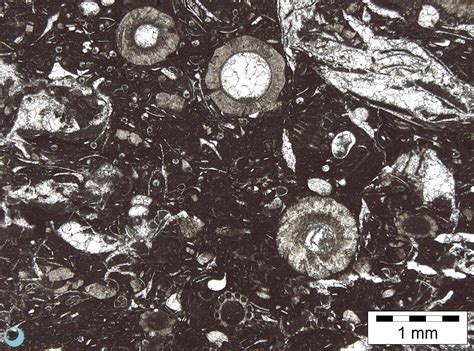 Green Algae Carbonateworld