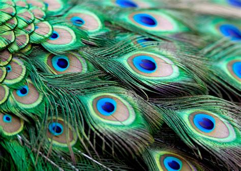 Nova Official Website Ten Great Advances In Evolution