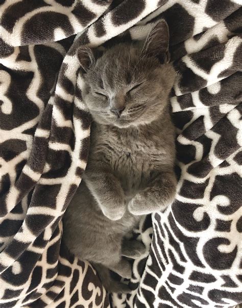 Cozy Curled Feetsies R Curledfeetsies