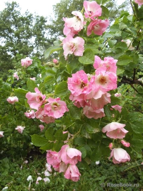 Галерея Abelzieds Abeljzieds Энциклопедия роз