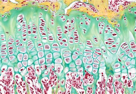 Technology Platforms Austrian Cluster For Tissue Regeneration