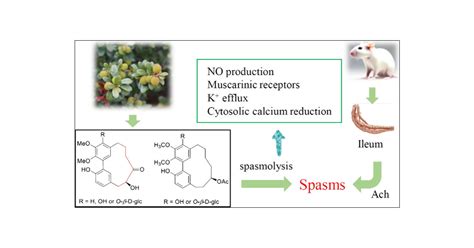 Macrocyclic Compounds With Diverse Skeletons From The Roots Of Myrica