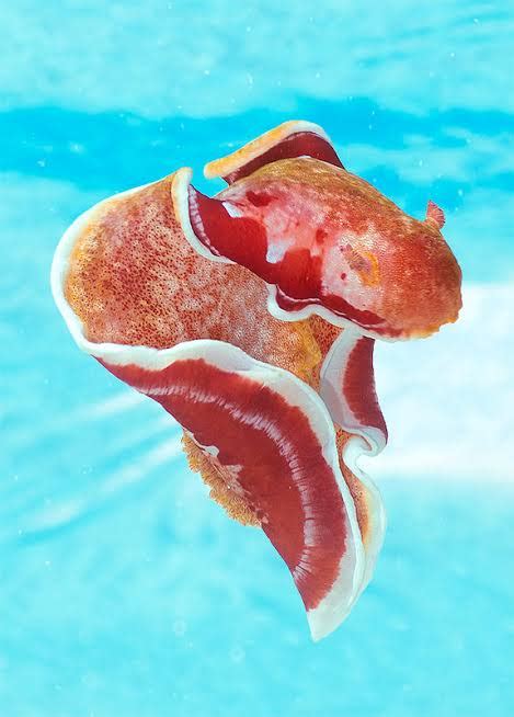 5028 Best Slug Sex Images On Pholder Curated Tumblr Nature Is