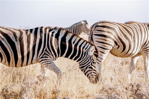 Africas Top 10 Safari Animals And Where To See Them