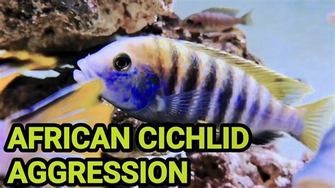 Aggressive Cichlids List At Brian Phelps Blog