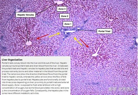 组织胚胎学总结：肝 知乎