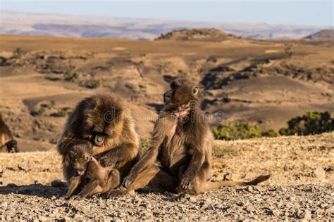 Gelada Pavian Theropithecus Gelada Simien Berge In Thiopien Stockbild Bild Von Pavian Tier
