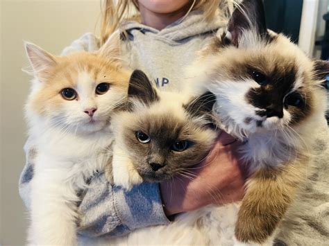 Siberian Kittens Apsley