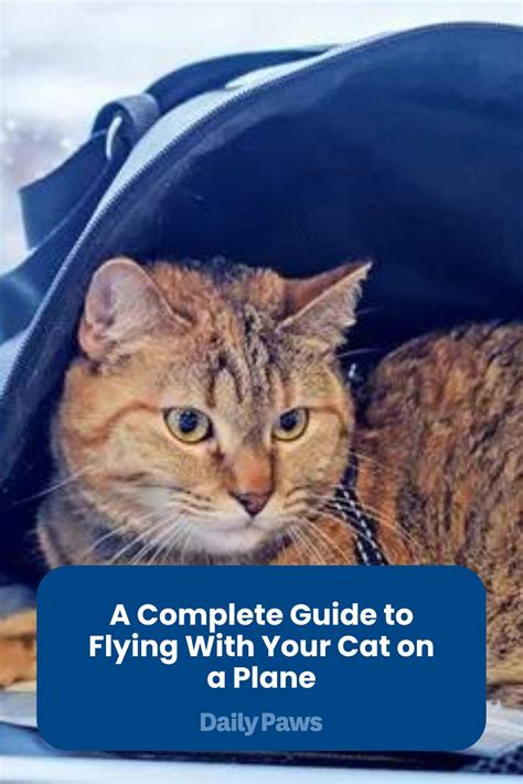 The Ultimate Guide To Flying With A Cat On A Plane Artofit