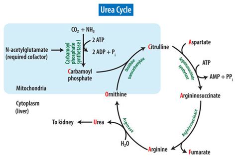 Urea Cycle Simple