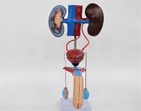 A Detailed Anatomical Model Highlights The Human Urinary System
