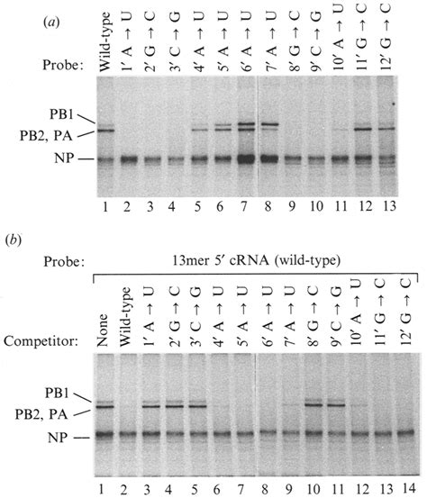 Photochemical Cross Linking Of Labelled R N A To The Polymerase
