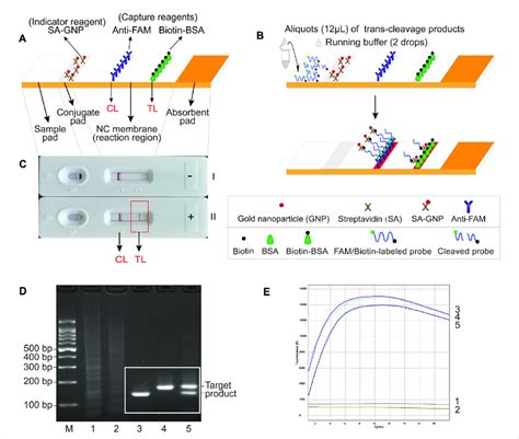 The Schematic Illustration Of Lfb Assay Used For Visualization And