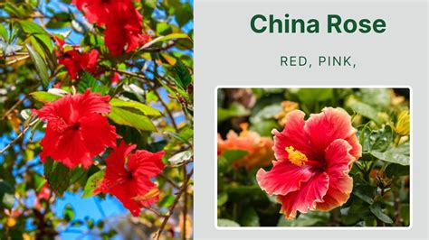 25 Types Of Rose Flowers Identification With Pictures