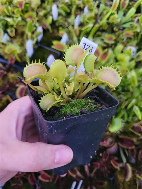 Alien Venus Flytrap Dionaea Pictures Mi Flytraps