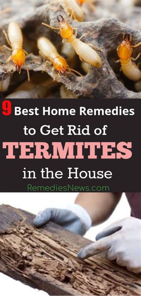How To Treat Termites With Boric Acid