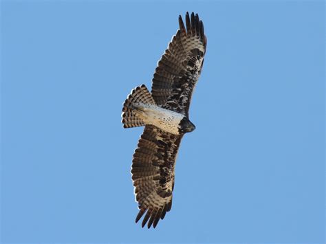 Taxonomy Kites Hawks Eagles Accipitridae