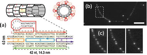 Decoration Of A Dna Nanotube With Fluorescent Agn Dna At ~1 µm