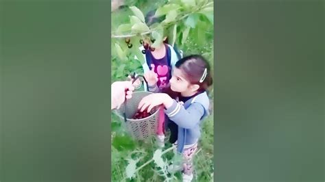 მიირთვი შენი მოყვანილი პროდუქტი Youtube