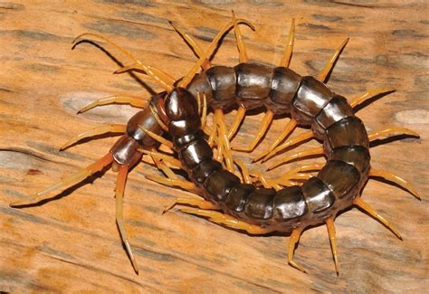 35 Types Of Centipede Pictures And Identification