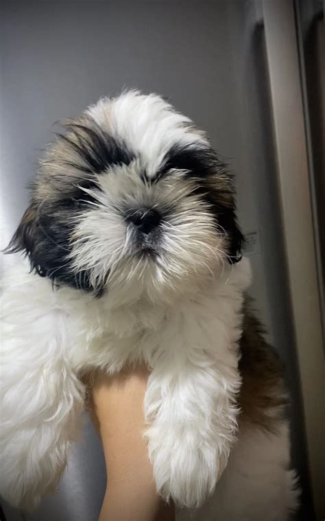 גור שיצו למכירה פטפיינדר