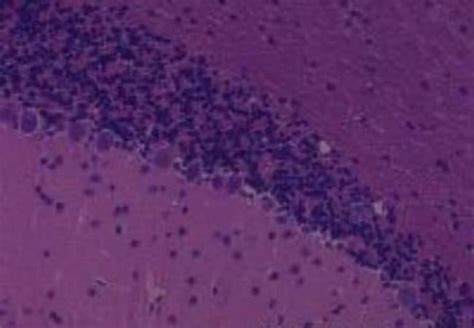 Novus Biologicals™ Mouse Multi Organ Tissue Microarray Normal Mouse