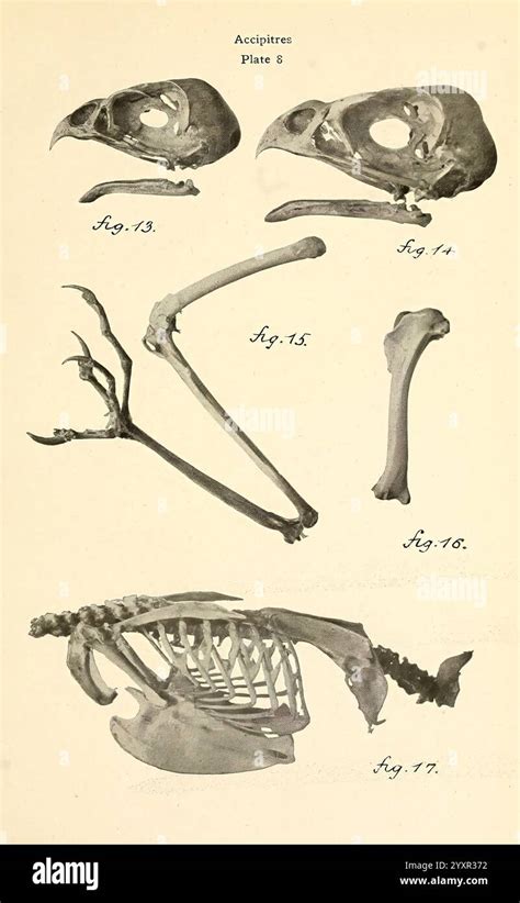 Osteology Of Birds 1909 Anatomy Birds Bones Osteology Accipitres