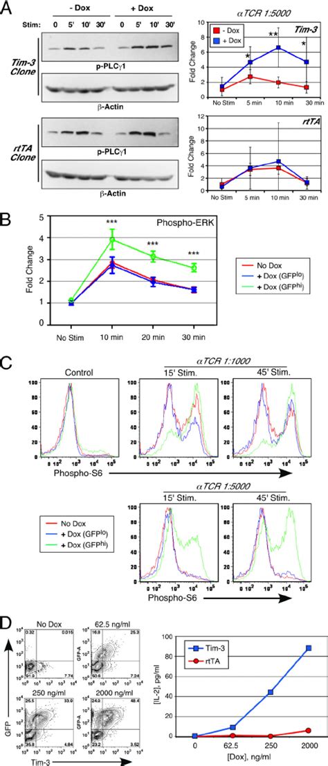 Costimulation Of Acute T Cell Cytokine Production By Ectopic Tim 3