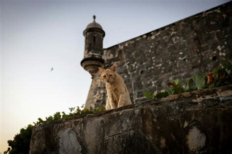 Hissed Off San Juan Cat Removal Plan Prompts Outcry Lawsuit News