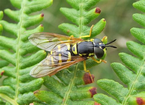 Zipperback Hoverfly Bug Directory Buglife