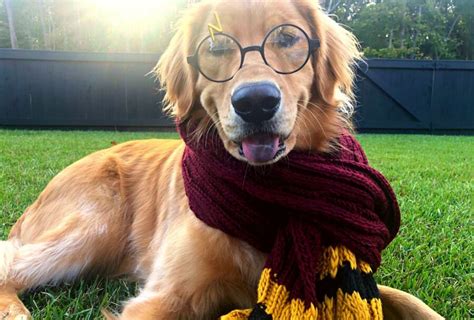 450 Nerdy Dog Names Geeky Names For Your Canine
